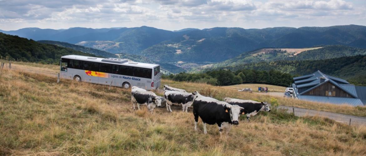 Massif des Vosges : un plan pour sauver élevage et prairies | La Haute ...